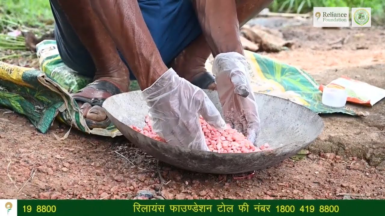 मक्का फसल के लिए बीज उपचार | Seed Treatment for Maize Crop - YouTube