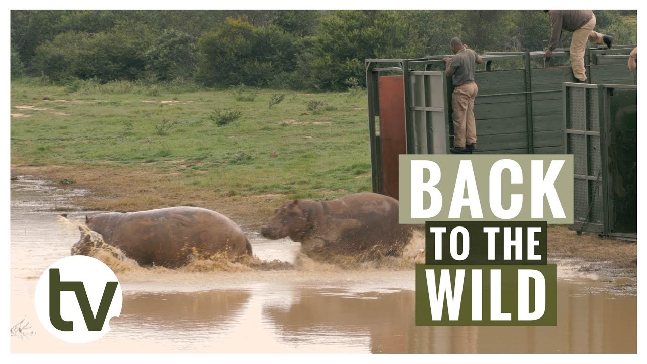 3 ORPHANED Hippos Released BACK into the WILD - YouTube