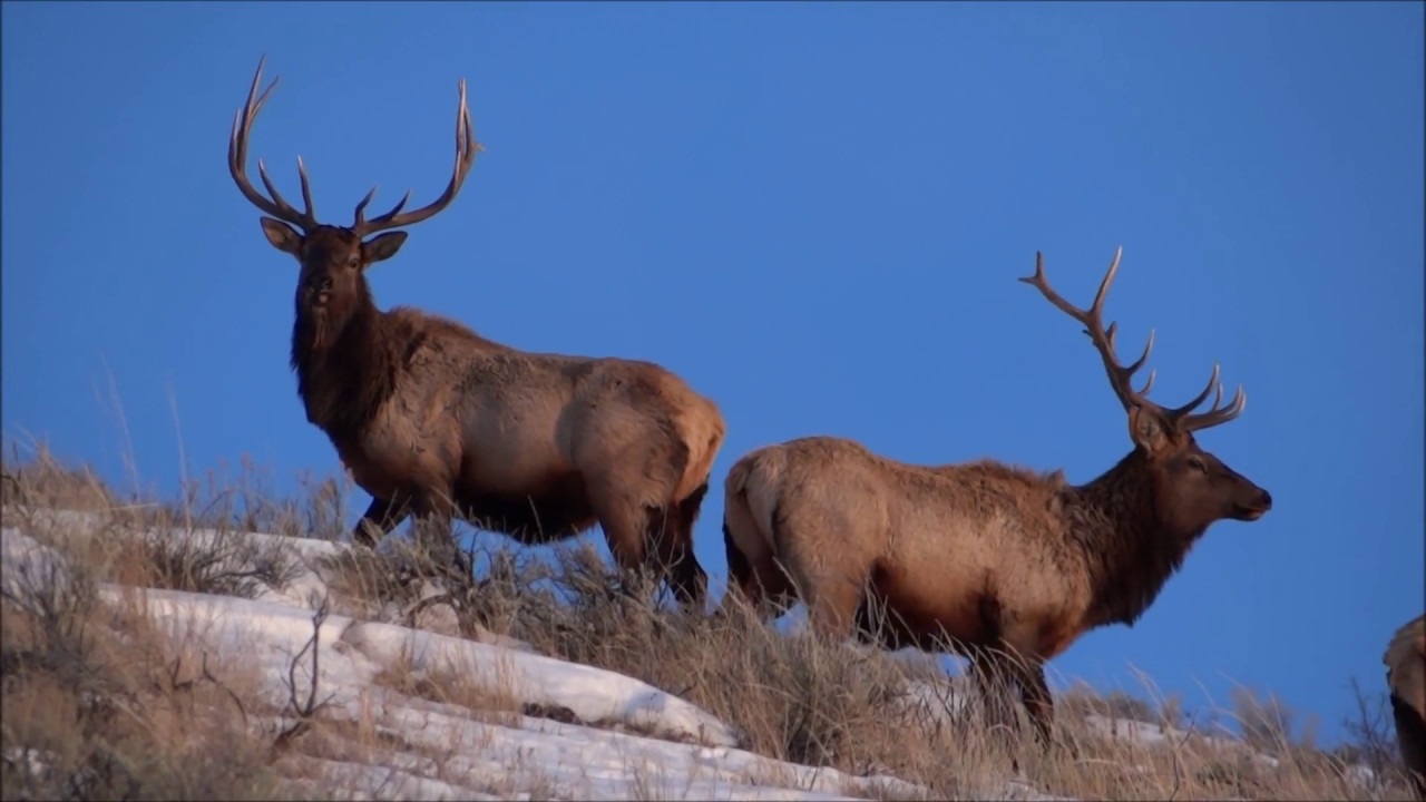 Wyoming's Wonderful Wildlife - YouTube