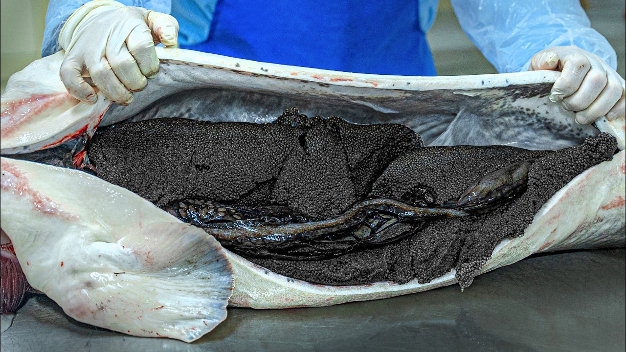 Luxury Caviar Process – Sturgeon Farming & Harvesting in Detail - YouTube