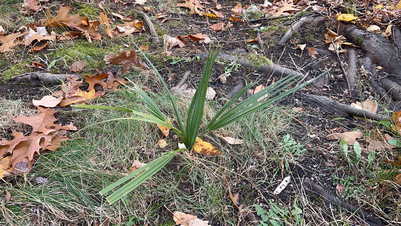Sabal minor in my grandparents’ yard in New Jersey - YouTube