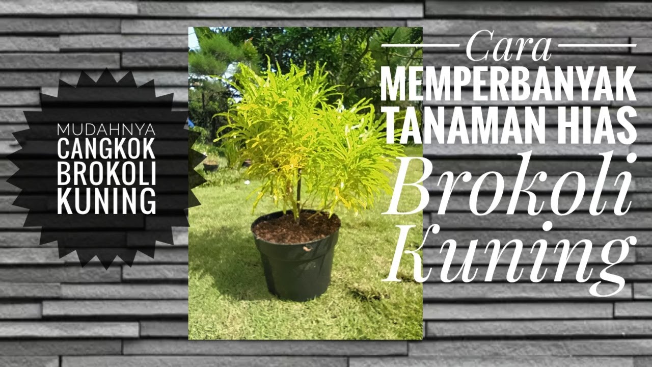 Cara Memperbanyak Tanaman Hias Brokoli Kuning || Budidaya Brokoli ...