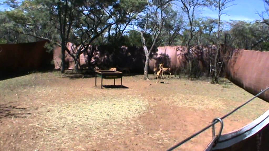 Impala in boma after capture - YouTube