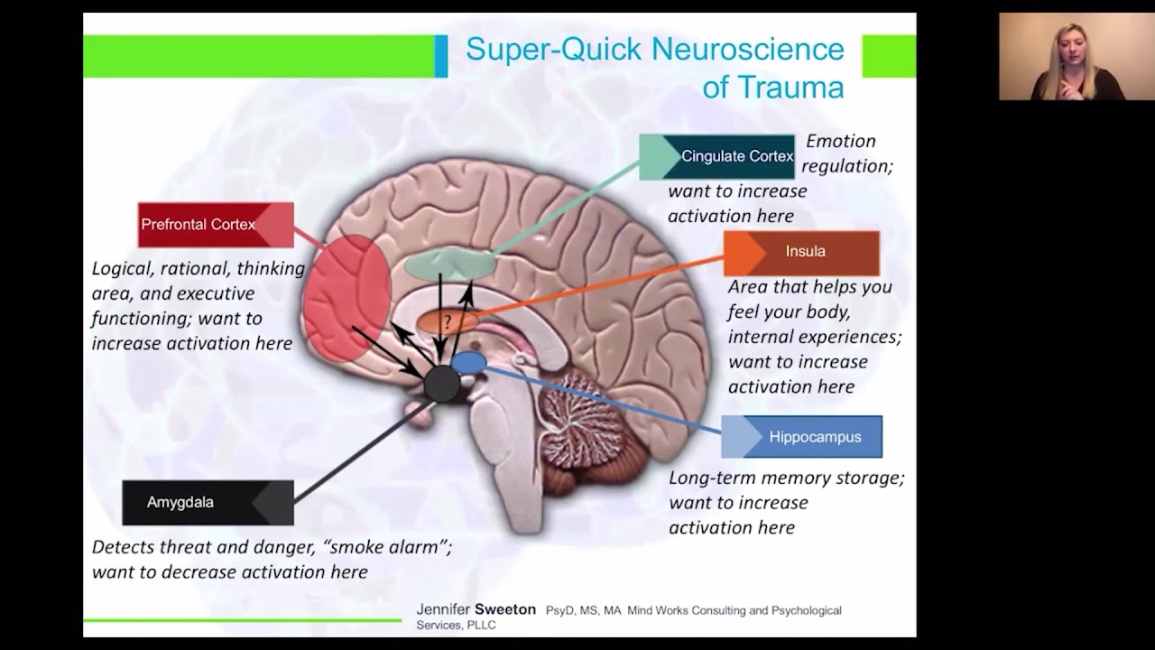 Trauma and the brain - YouTube