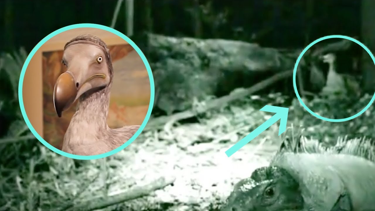 La trágica extinción del pájaro Dodo - YouTube