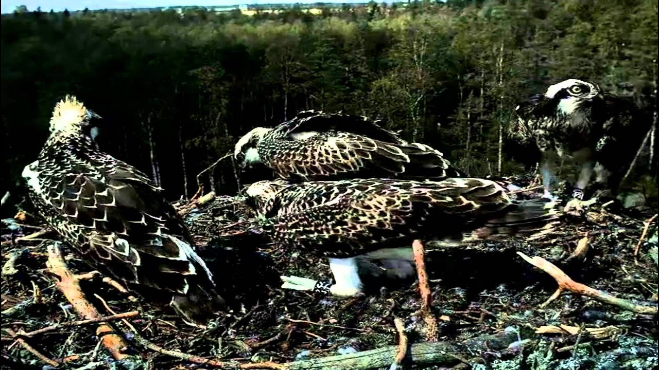 Kalakotkas Flight - YouTube