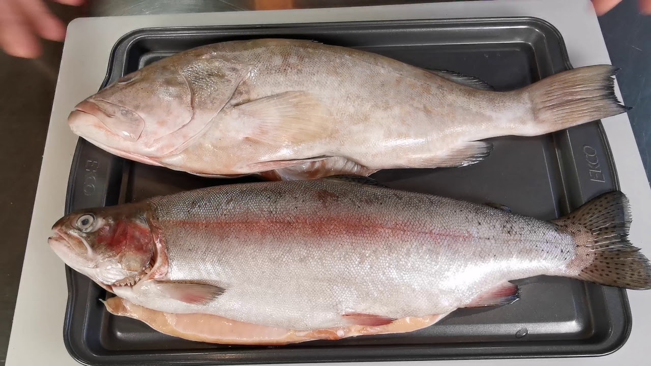 Culinary Technique for filet a whole round fish & how to clean and ...