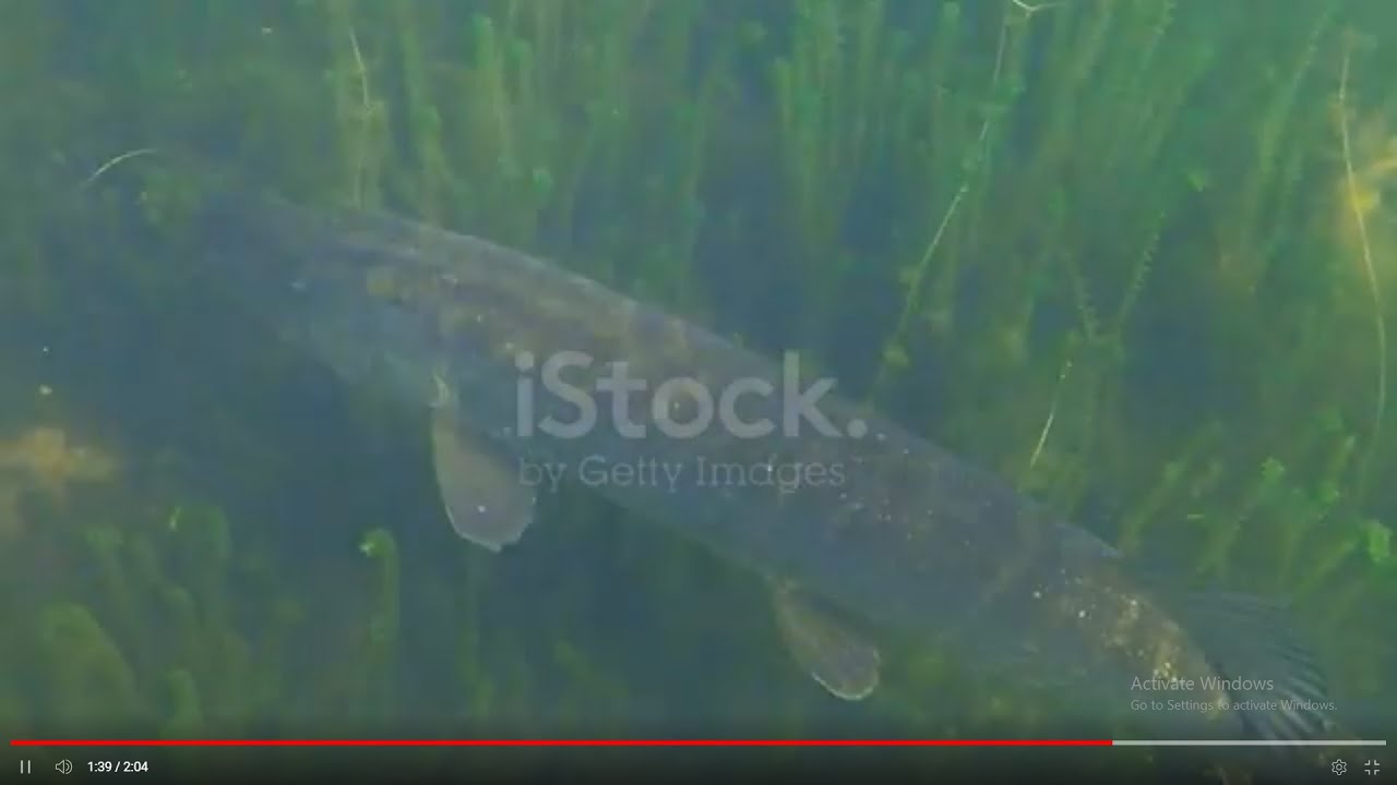 Water from under the ocean with a fish istockphoto - YouTube
