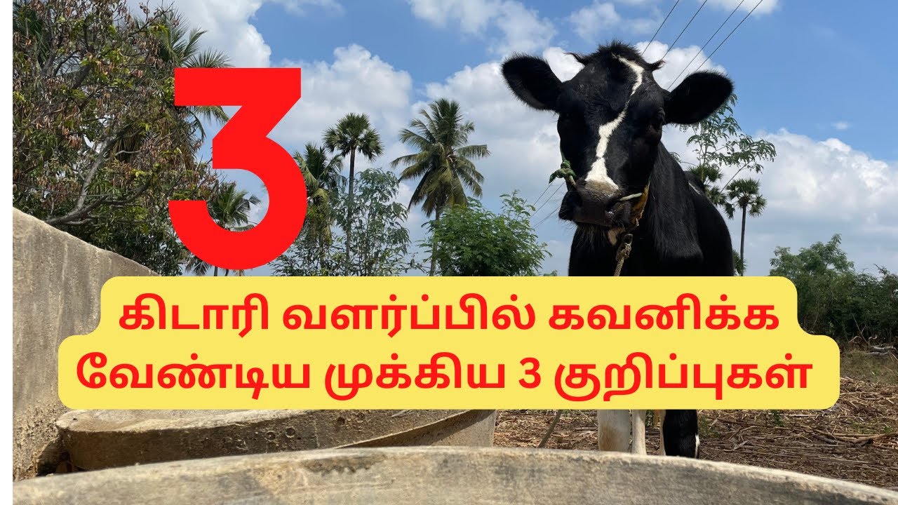 கிடாரி வளர்ப்பில் கவனிக்க வேண்டிய முக்கிய 3 குறிப்புகள் #dairyfarmtips ...