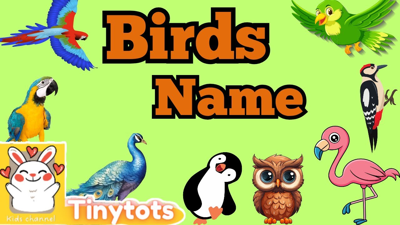 Birds Song for Kids | Fun Learning with Bird Names & Sounds | Learn ...