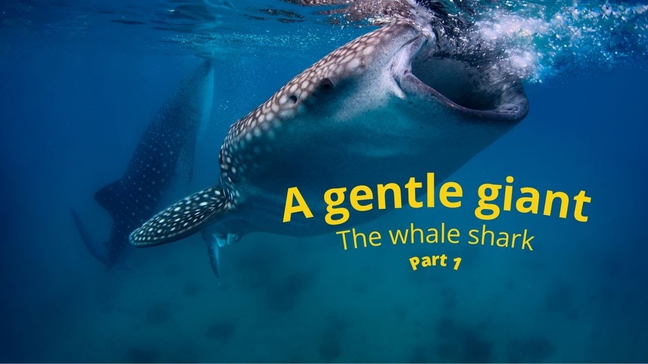 A gentle giant: the whale shark. Part 1 - YouTube