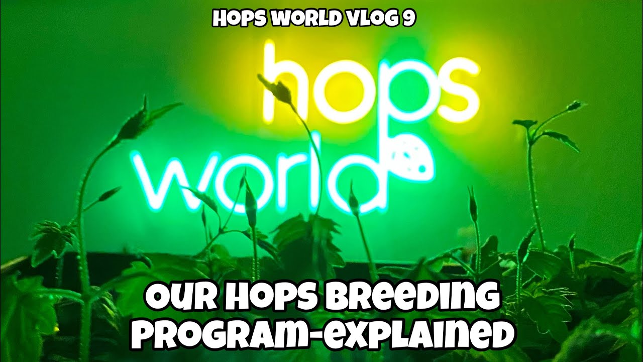OUR HOPS BREEDING PROGRAM- EXPLAINED ! HOPS WORLD VLOG 9 - YouTube