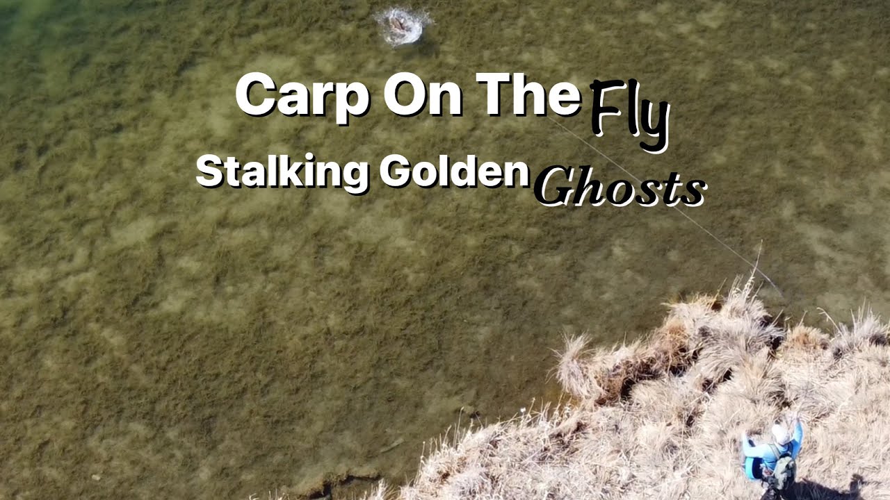 Carp On The Fly - Stalking Golden Ghosts - YouTube