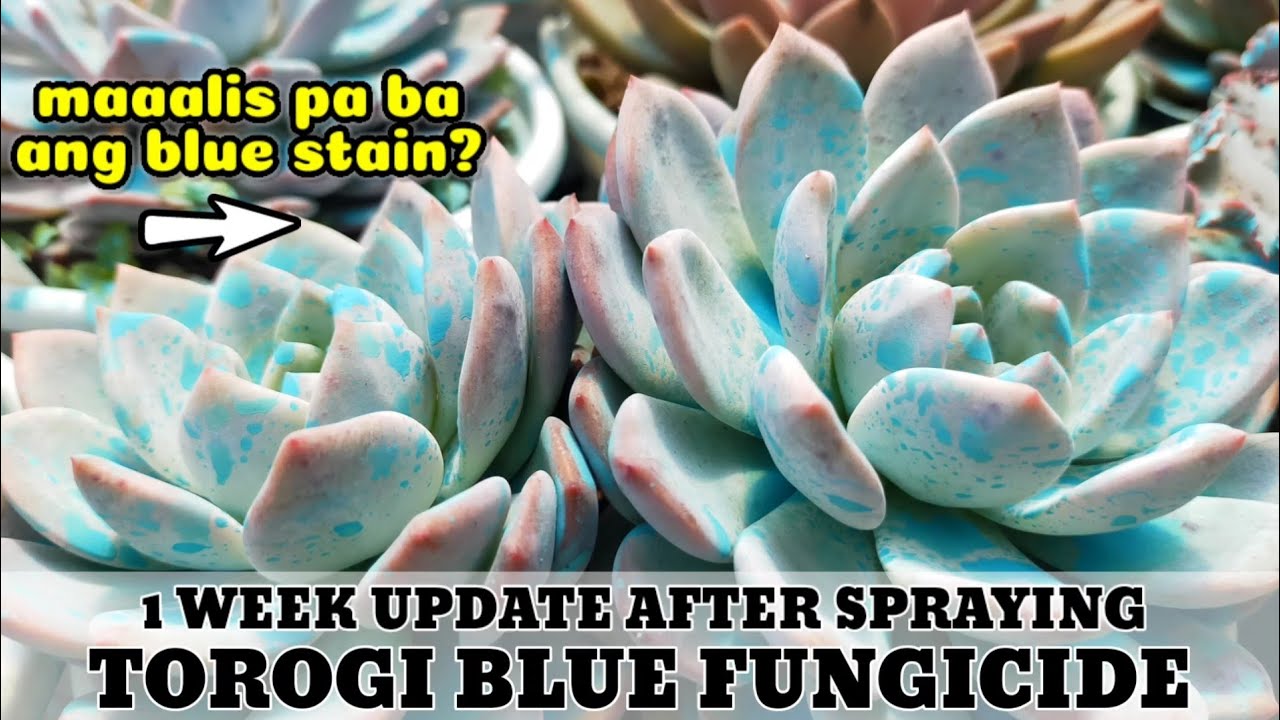 1 WEEK UPDATE AFTER APPLYING A BROAD-SPECTRUM FUNGICIDE ON OUR ...