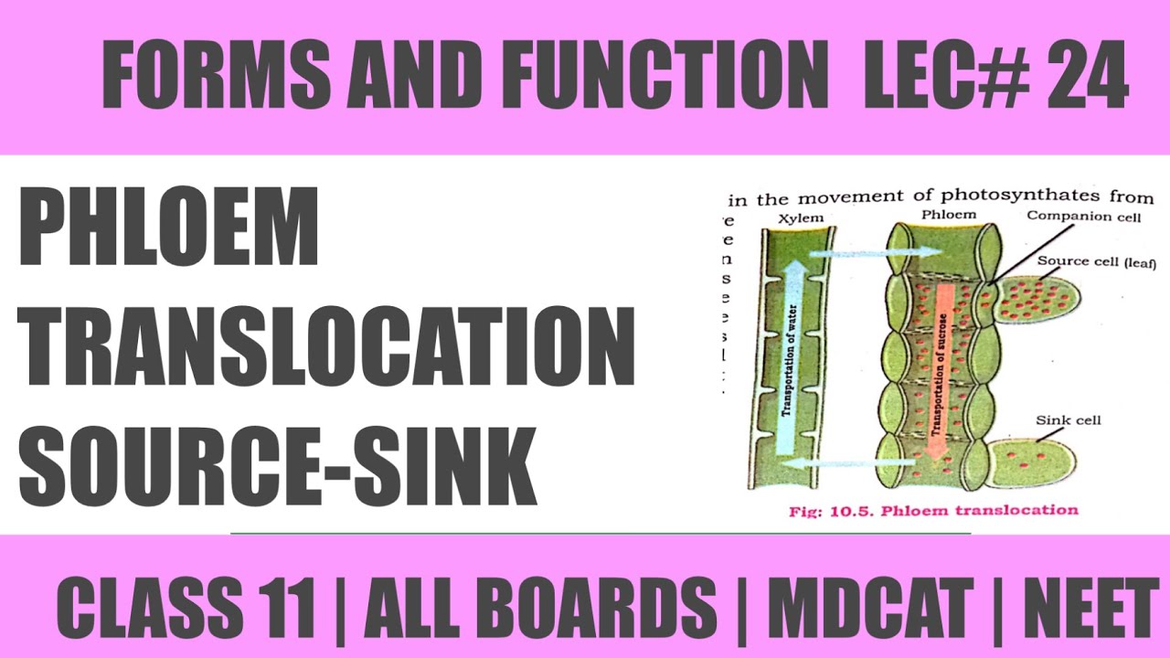 TRANSLOCATION IN PHLOEM SOURCE SINK MOVEMENT | SIMPLE EXPLANATION ...