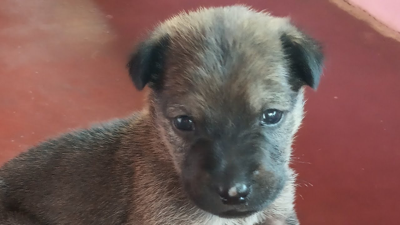 Cute puppy Rocky Boo.. 💜chasing rooster Kurrah |Puppy lover |Dogs ...
