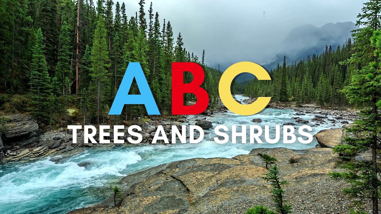 ABC Trees and Shrubs for Children, Preschool, Kids | Learn Alphabet ...