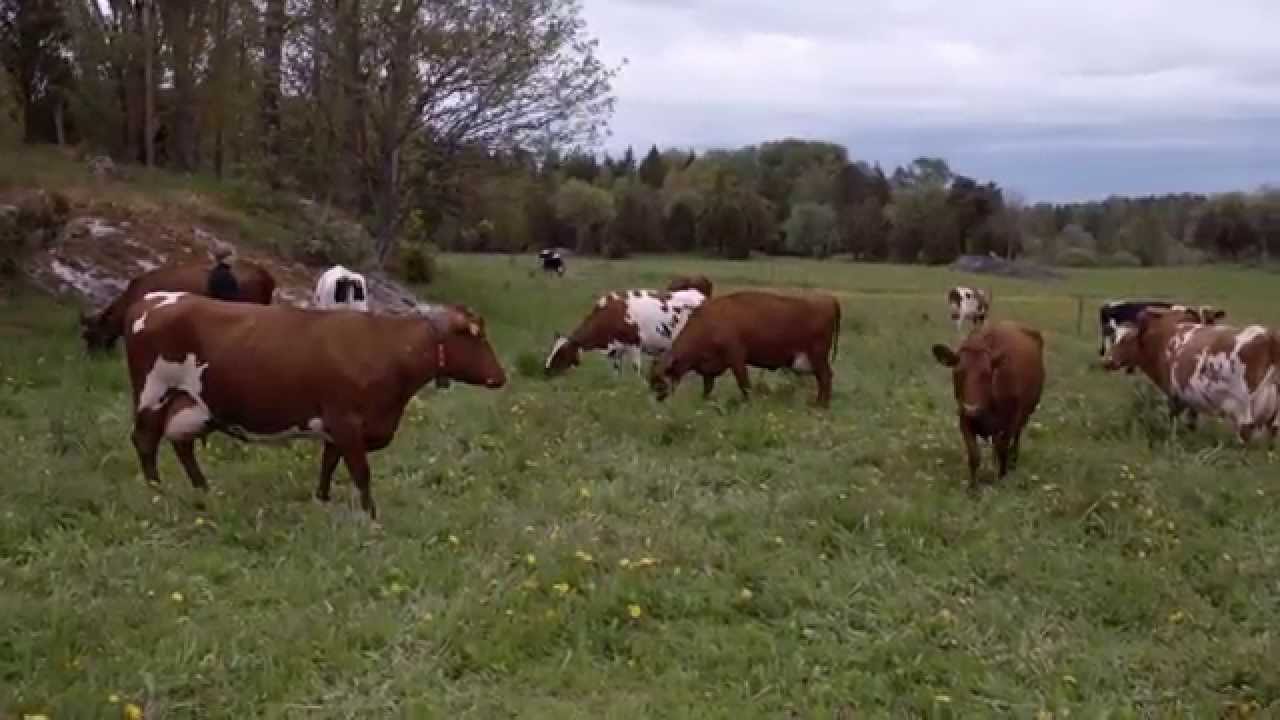 "Welcome to the land of organic milk" (Swedish milk commercial) - YouTube