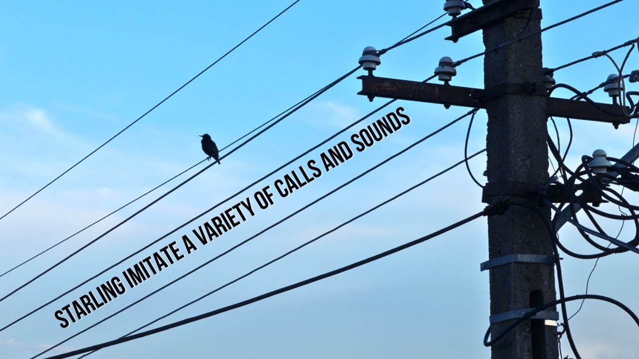 Starling Imitate a Variety of Calls and Sounds | Recording of Bird ...