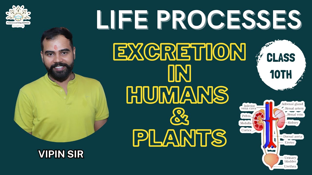 Class 10th , Science, Biology Chapter 6 Life Processes part - 5 ...