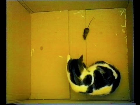 Living in a box - Cat and mouse in a box - YouTube