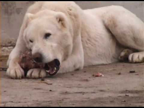 Akbas , Kangal Baba dost