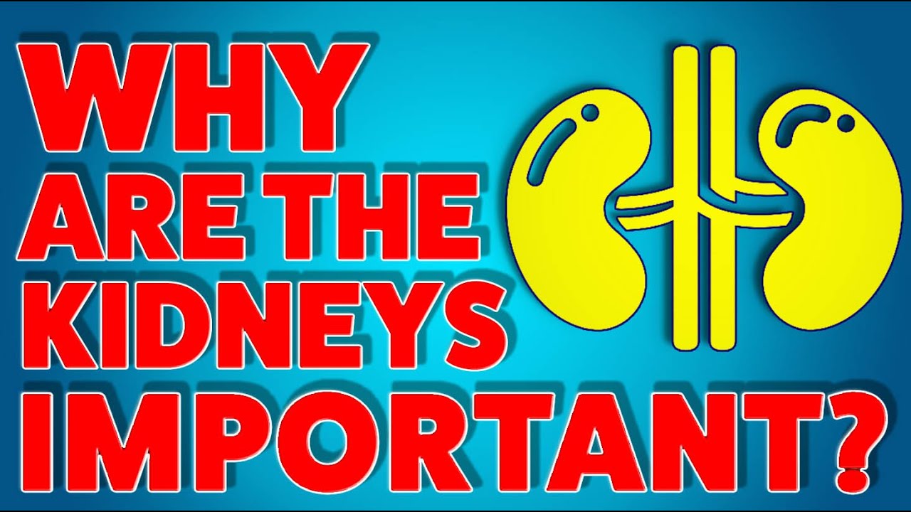 How Are The Kidneys Important? - YouTube