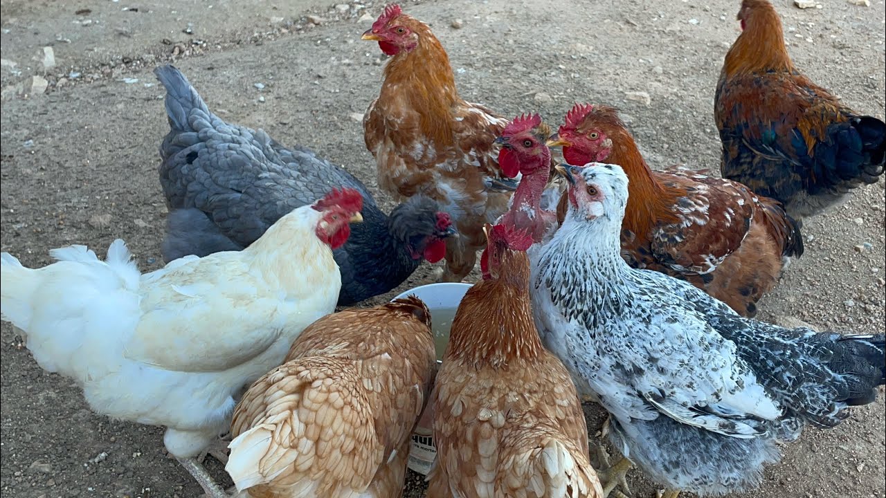 Haz tu negocio criando gallinas mejoradas en 3 meses - YouTube
