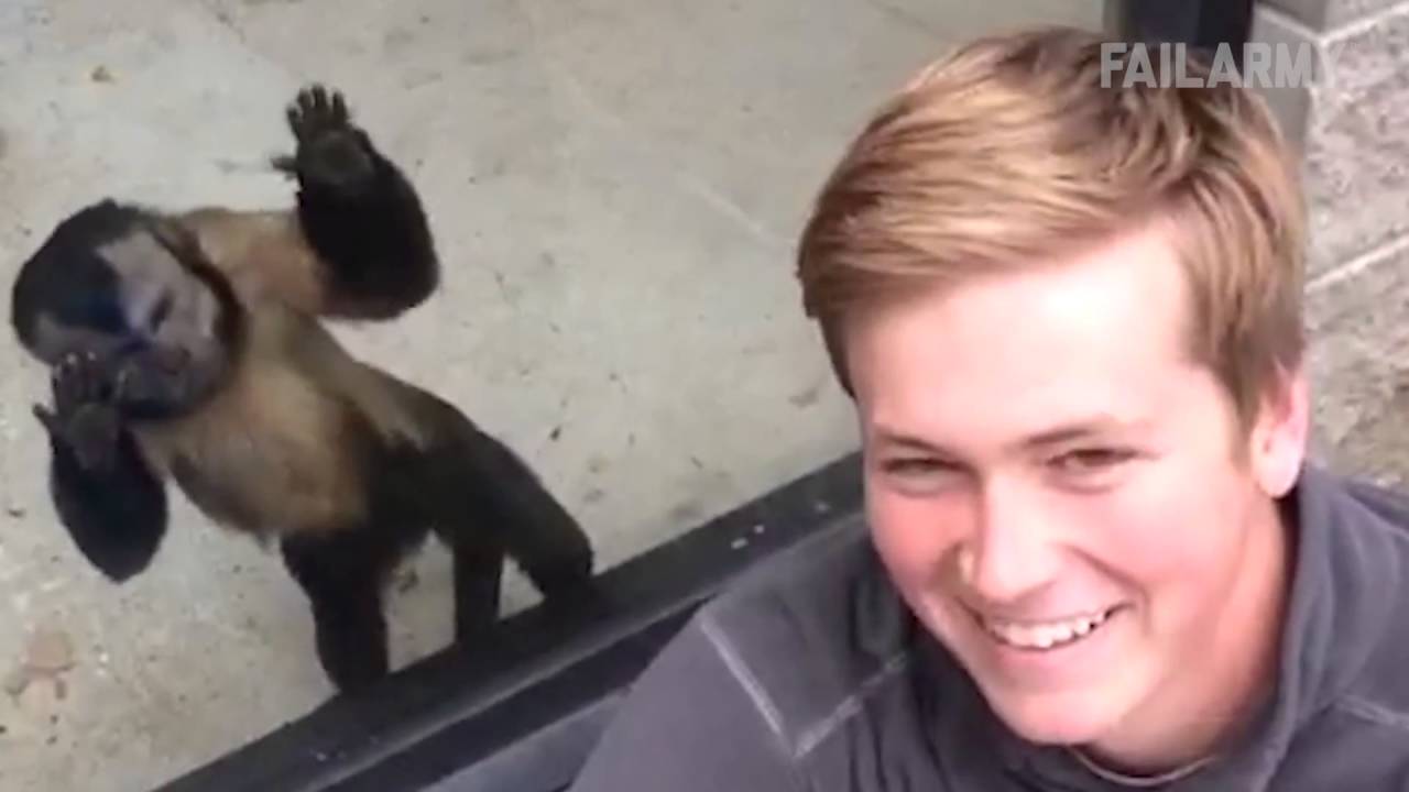 The Ultimate Funny Monkey Compilation Monkey Fails by FailArmy - YouTube