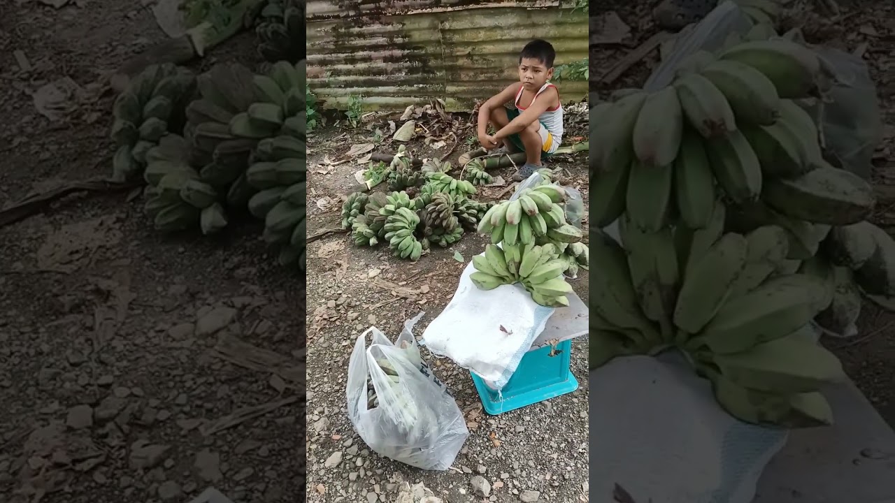 #amazing Saging na Saba 15 pesos per kilo #viralshorts - YouTube