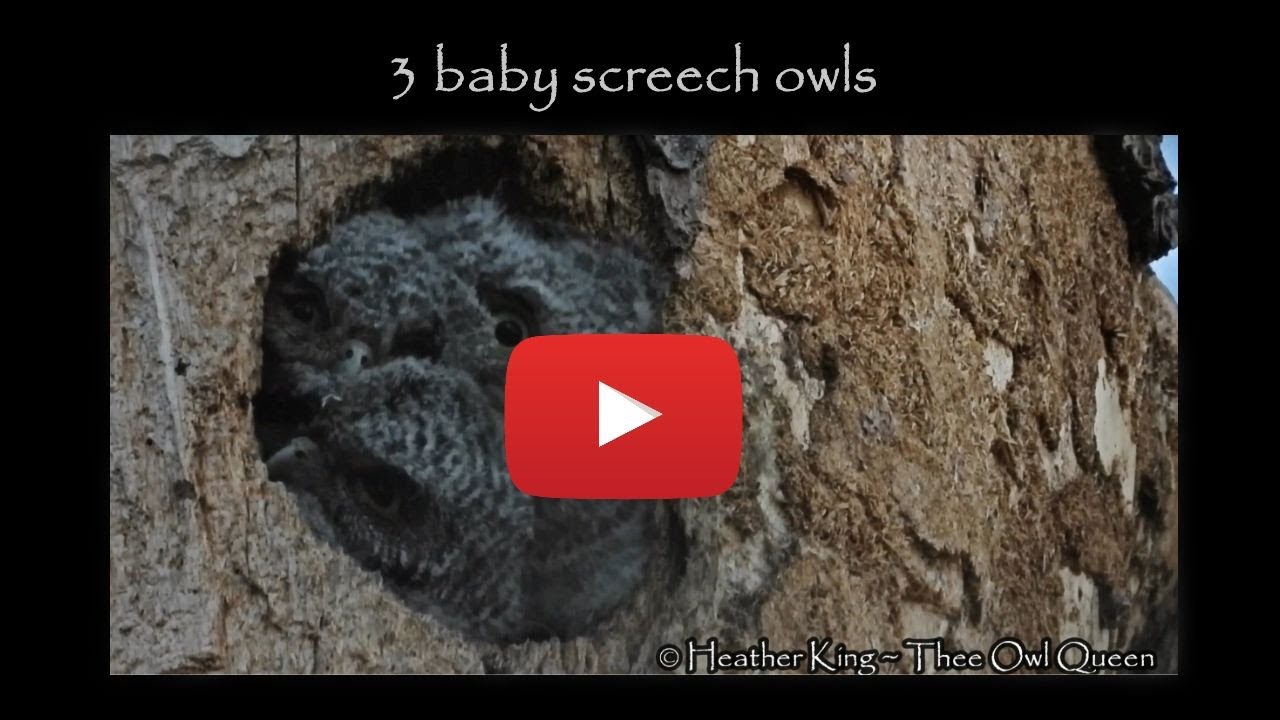 3 cute & funny screech owls - YouTube