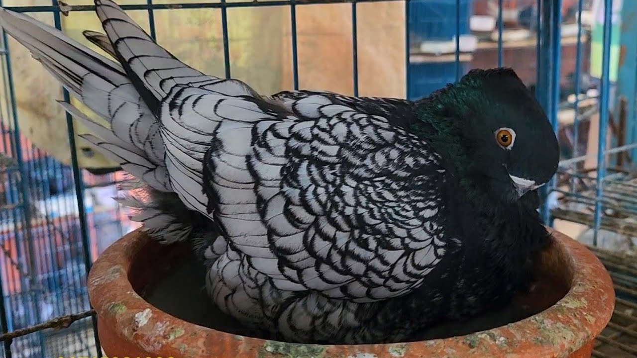 classical oriental frill pigeon | largest pigeon farm in Bangladesh ...