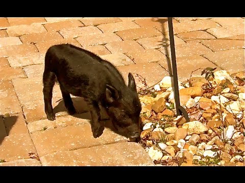 Cute Baby Animal...Wild Baby PIG goes Wee Wee Wee all the way home ...