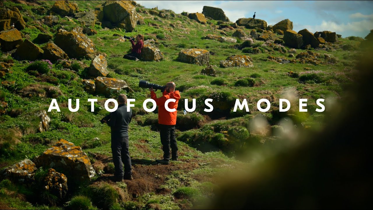 Nikon School: Autofocus modes for bird photography - YouTube