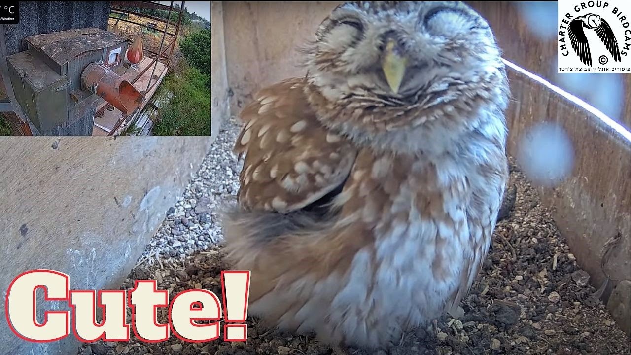 Adorable Little Owl Grooming Itself In Cozy Nest Box! - YouTube