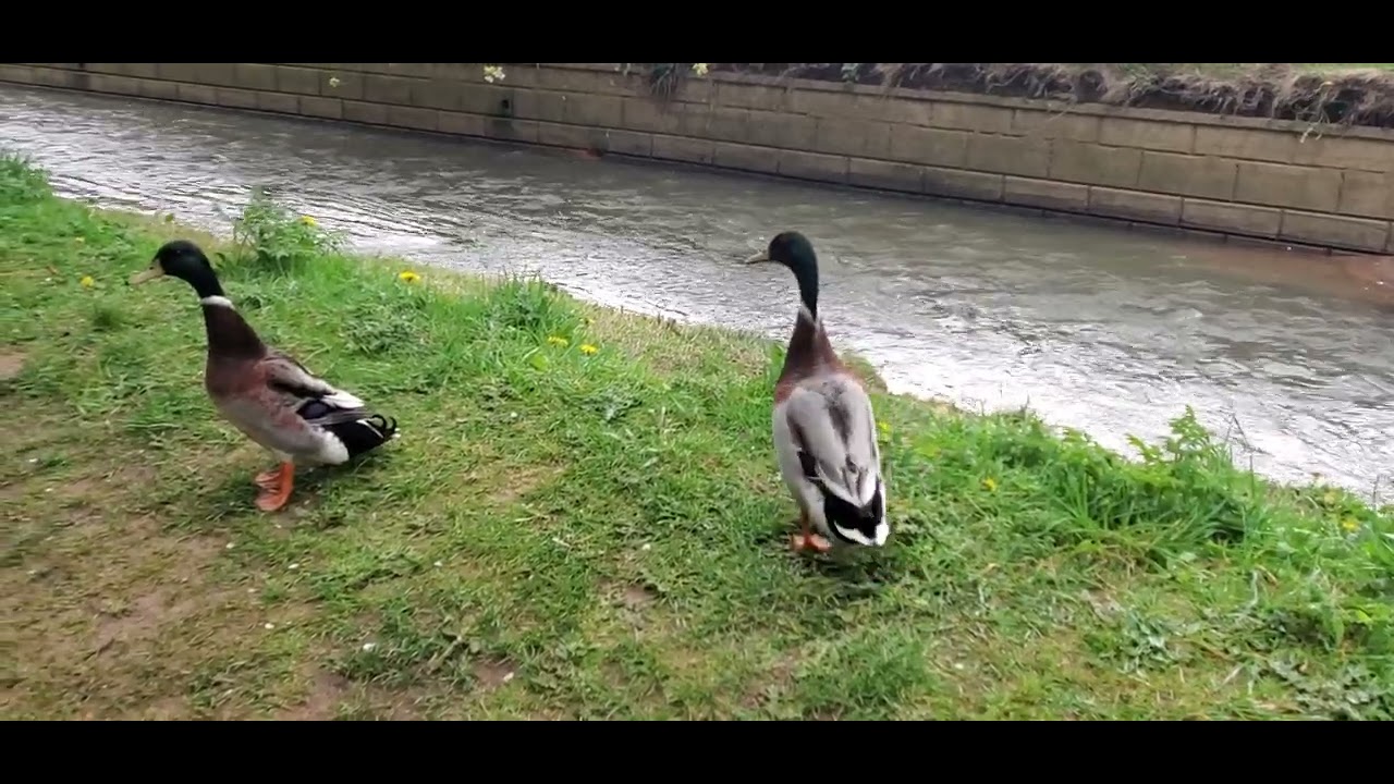 duck brothers asmr #animals #birds #duck #nature #asmr - YouTube