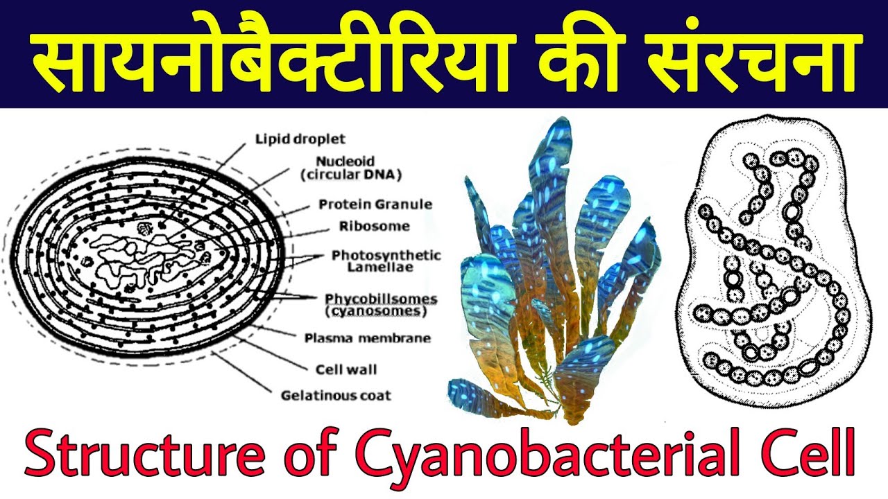 साइनोबैक्टीरिया कोशिका संरचना | cyanobacteria ki sanrachna ...