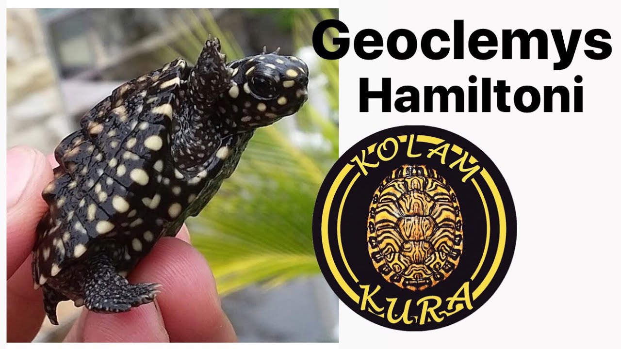Geoclemys hamiltoni - YouTube