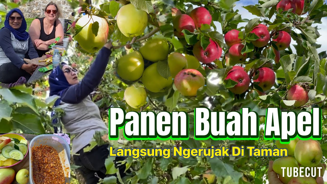 PANEN APEL SAMPAI PANJAT POHON APEL‼️ LANGSUNG NGERUJAK DI TAMAN DEKAT ...