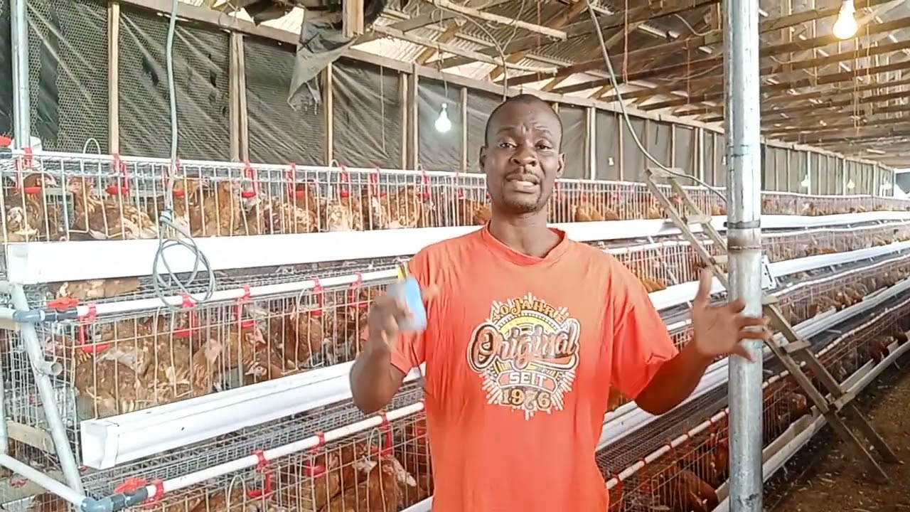 Perfect Poultry Cage Fabrication For Poultry Farming - YouTube
