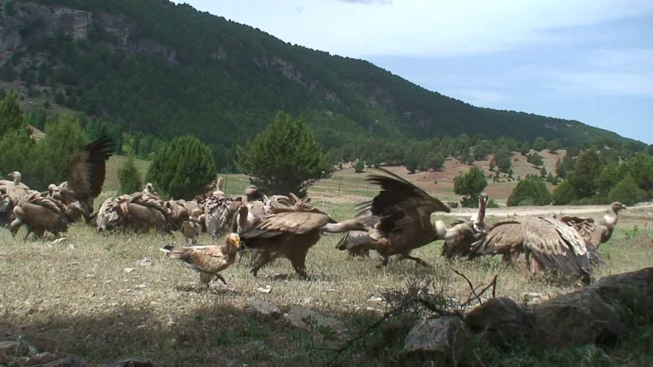 vultures attacking - extreme animals - wildlife - YouTube