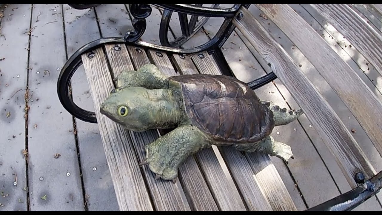 getting snappy over snapping turtles - YouTube