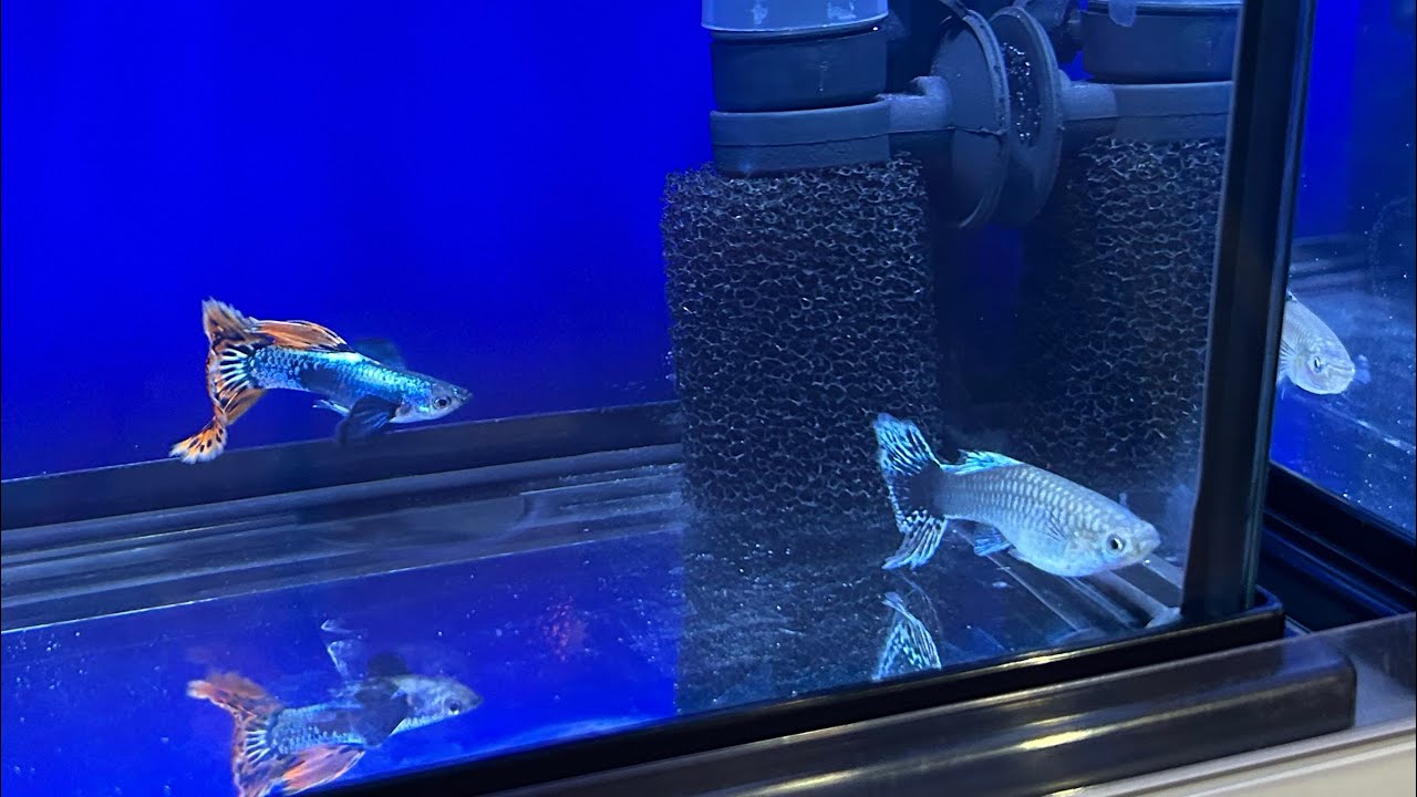 Guppy World Contest 2023 - YouTube