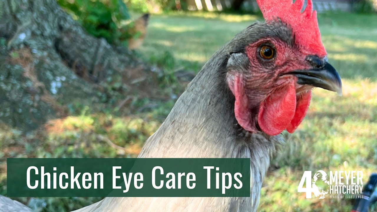 Chicken Eye Care Tips - YouTube