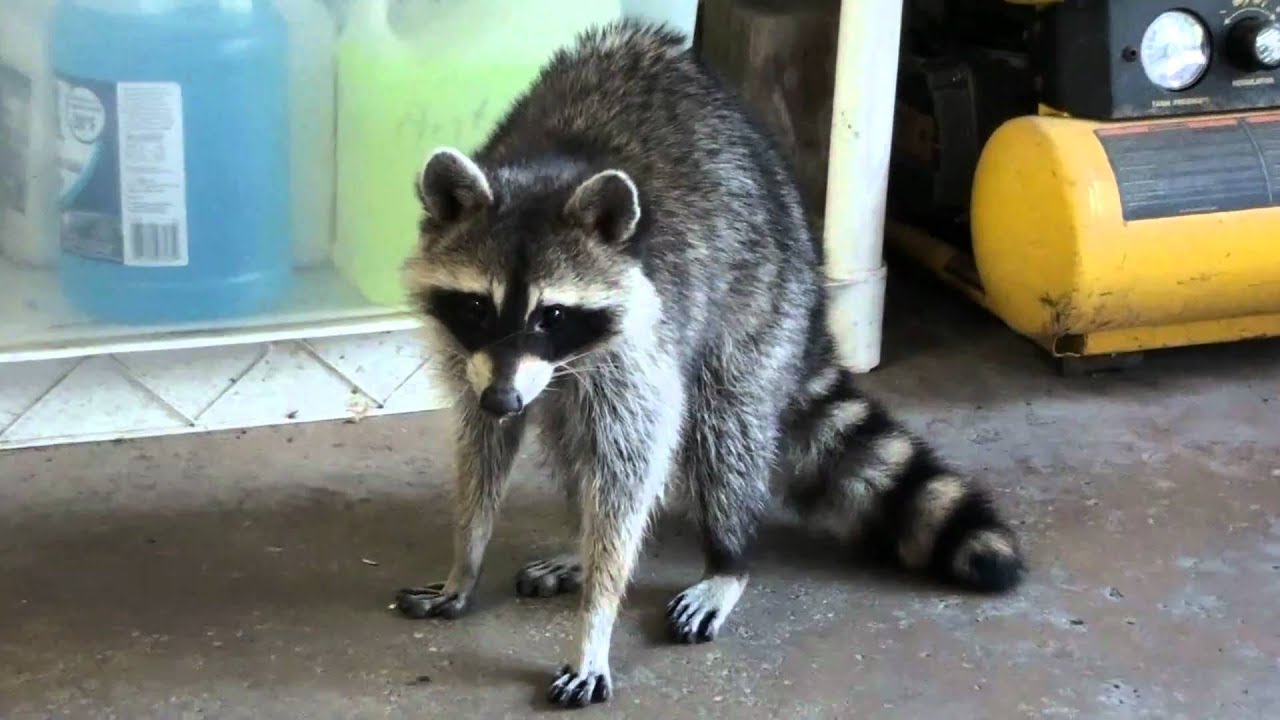 Raccoon "Surprise" - YouTube