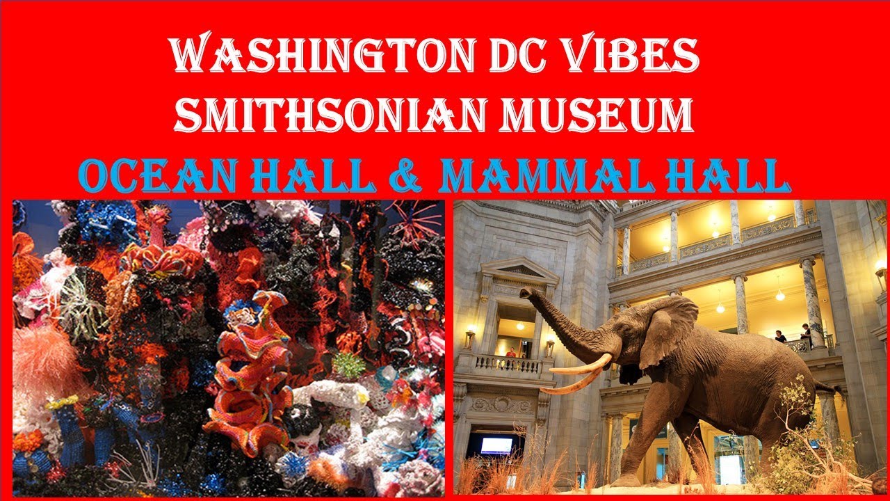 SMITHSONIAN NATIONAL MUSEUM OF NATURAL HISTORY - OCEAN HALL& MAMMAL ...