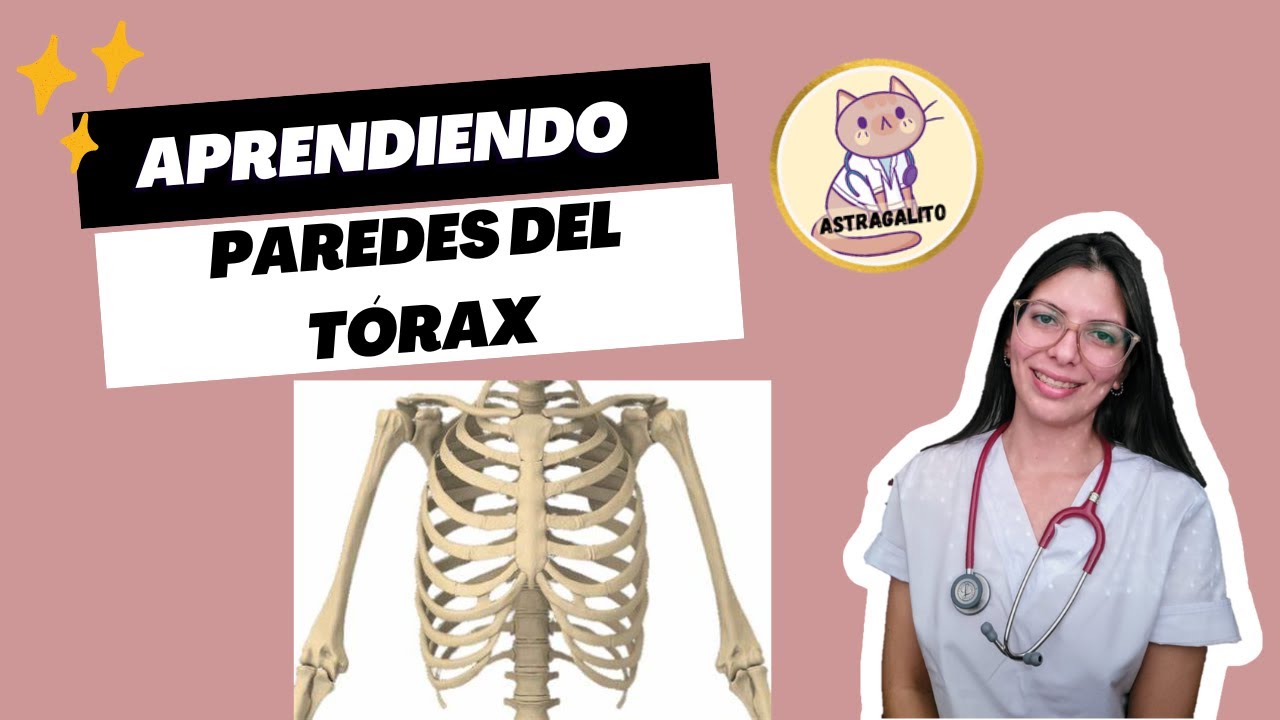 PAREDES DE TÓRAX┃ANATOMÍA - UBA - YouTube