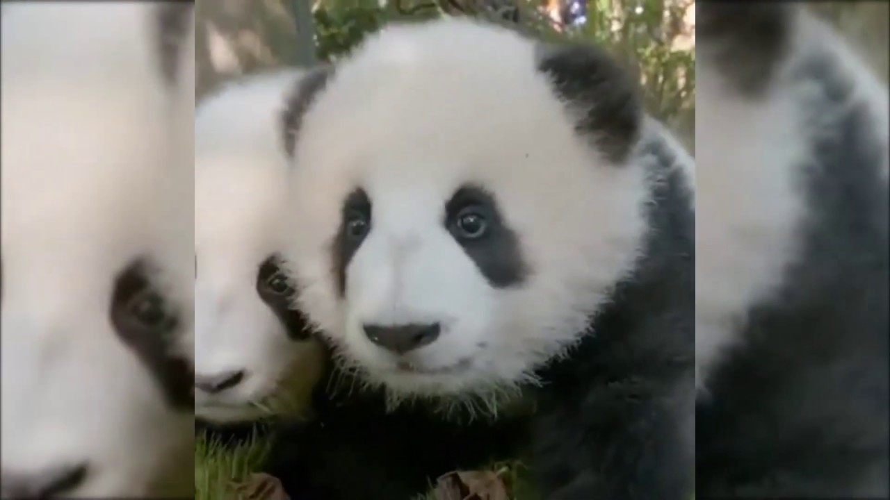 Best Panda Videos | Panda Videos Compilations #0102 | Cute Panda ...