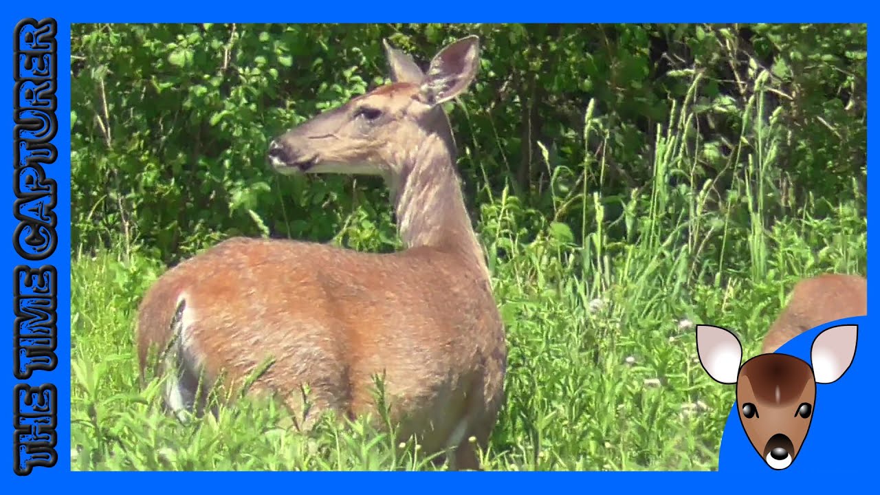 Unhealthy Looking Deer Grazing in the Open Mid-Afternoon - YouTube