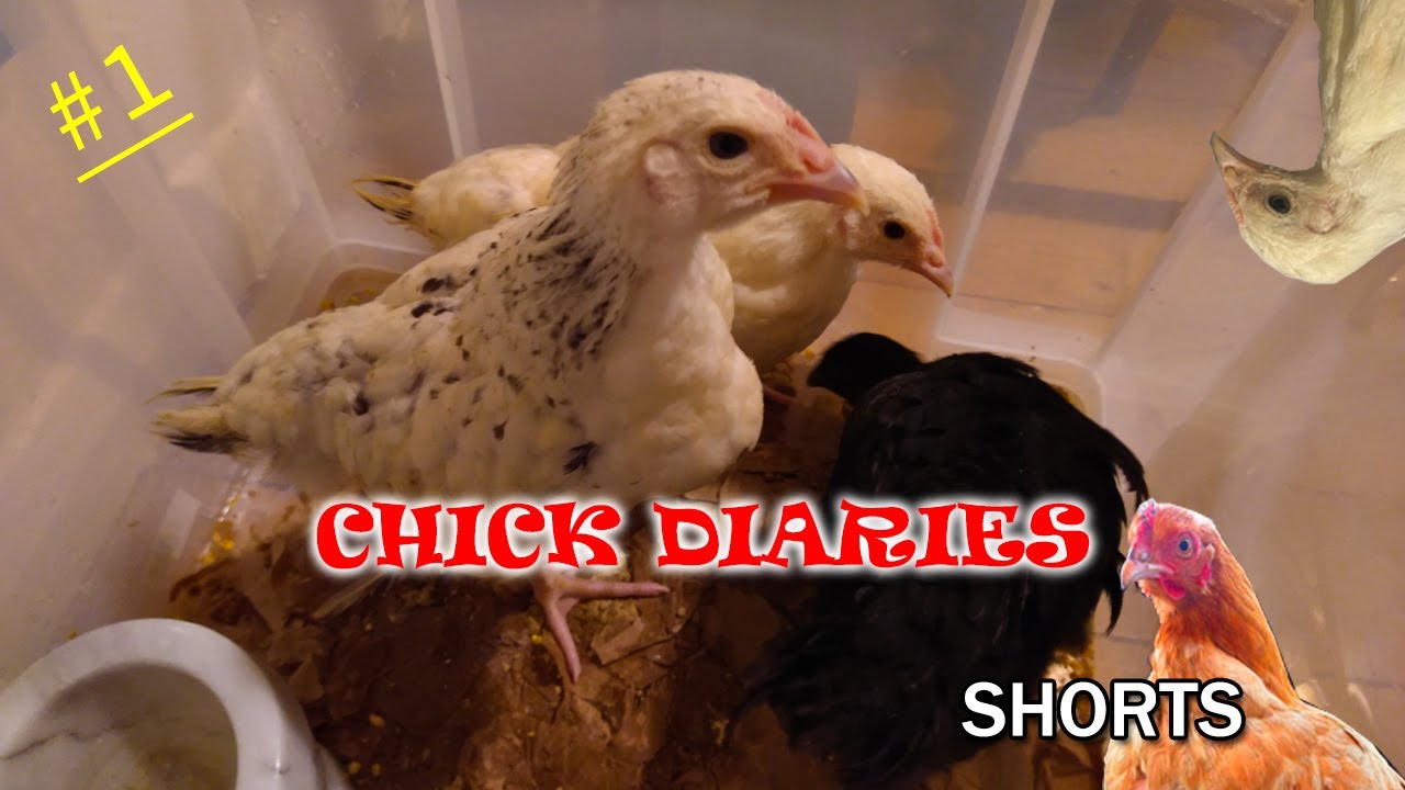 Chick Diaries - Short #1 - YouTube
